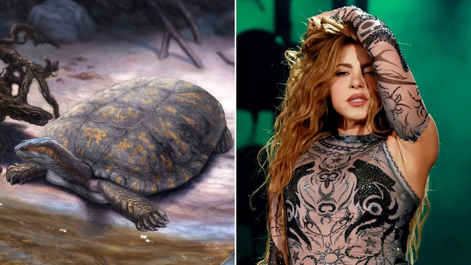 13-Million-Year-Old Turtle Fossil Honors Shakira - Alreina Media English